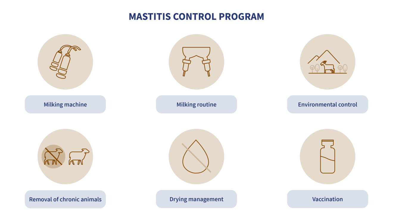 Demonstration on mastitis control practices to improve milk quality ...
